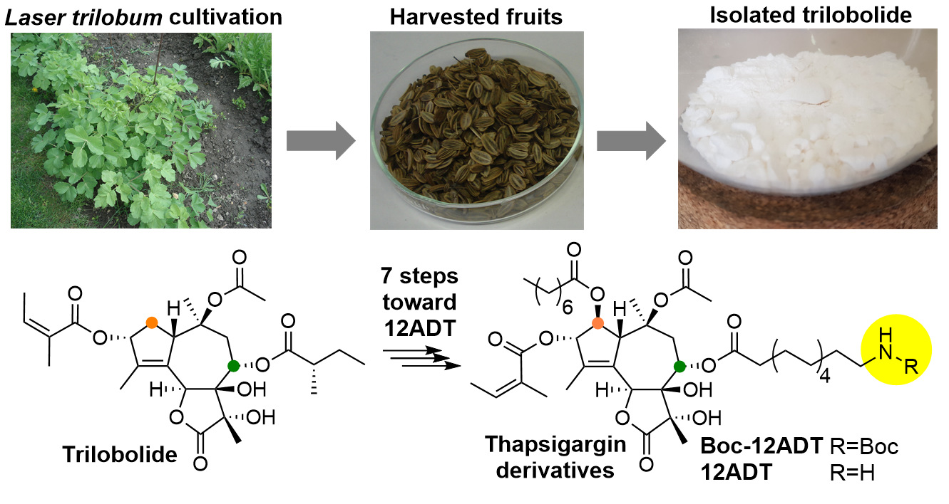 Biomolecules | Free Full-Text | Large Scale Conversion of Trilobolide ...
