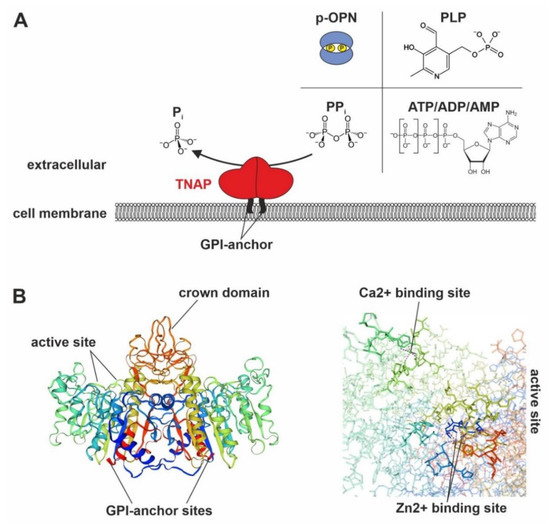 Tissue-Nonspecific Alkaline Phosphatase—A Gatekeeper of Physiological ...