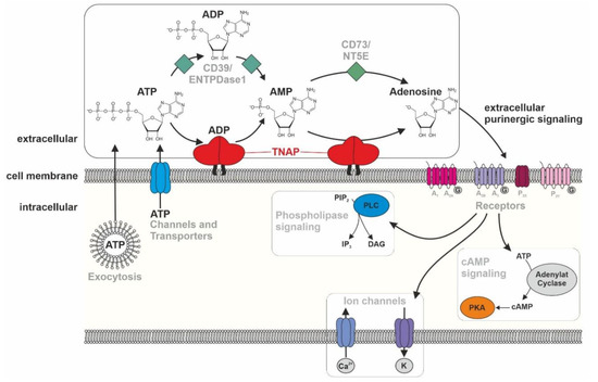 Tissue-Nonspecific Alkaline Phosphatase—A Gatekeeper of Physiological ...