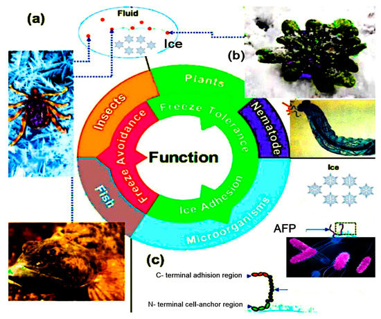 Antifreeze Proteins and Their Practical Utilization in Industry ...