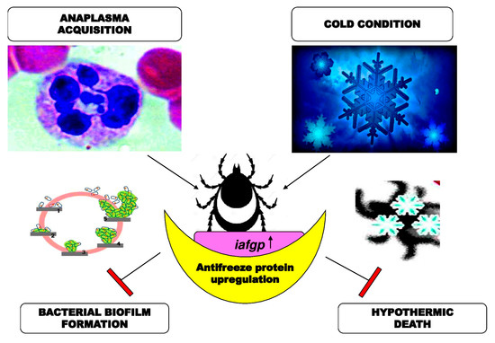 Antifreeze Proteins and Their Practical Utilization in Industry ...