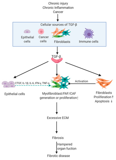 Transforming Growth Factor-β Signaling in Fibrotic Diseases and Cancer-Associated Fibroblasts