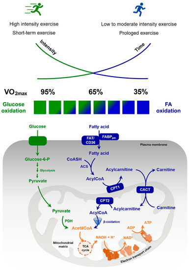 The Regulation of Fat Metabolism during Aerobic Exercise