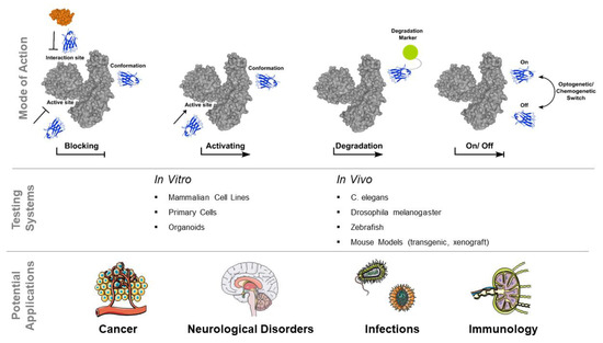 Nanobodies Right in the Middle: Intrabodies as Toolbox to Visualize and ...