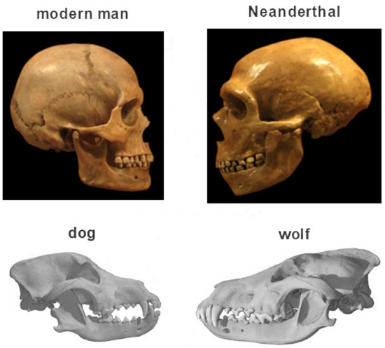 Molecules, Mechanisms, and Disorders of Self-Domestication: Keys for ...