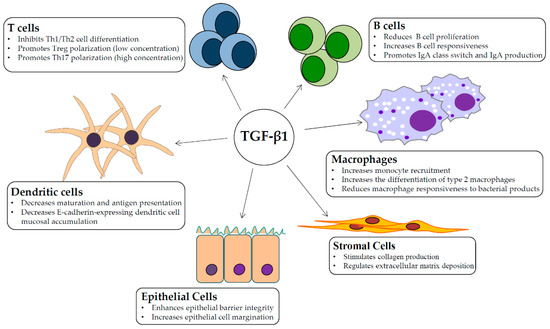 Role of TGF-Beta and Smad7 in Gut Inflammation, Fibrosis and Cancer