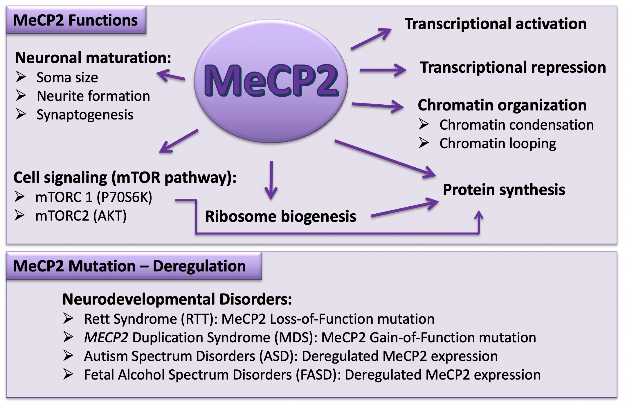 Biomolecules | Free Full-Text | Role of DNA Methyl-CpG-Binding Protein ...