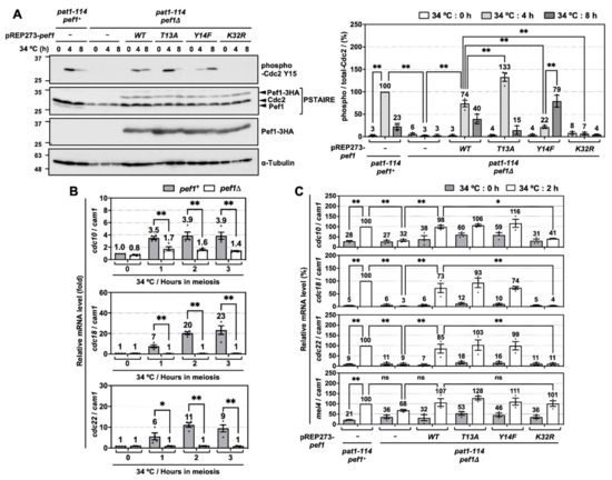The S. pombe CDK5 Orthologue Pef1 Cooperates with Three Cyclins, Clg1 ...