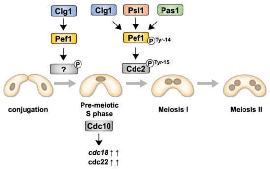 The S. pombe CDK5 Orthologue Pef1 Cooperates with Three Cyclins, Clg1 ...