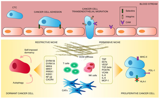 Minimal Residual Disease, Metastasis and Immunity