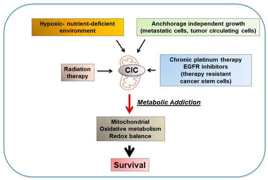 The Mitochondrial Citrate Carrier SLC25A1/CIC and the Fundamental Role ...