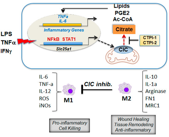 The Mitochondrial Citrate Carrier SLC25A1/CIC and the Fundamental Role ...
