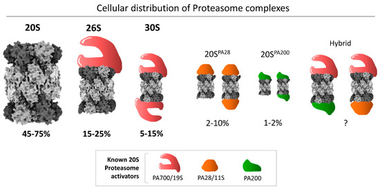Structural Insights into Substrate Recognition and Processing by the 20S Proteasome