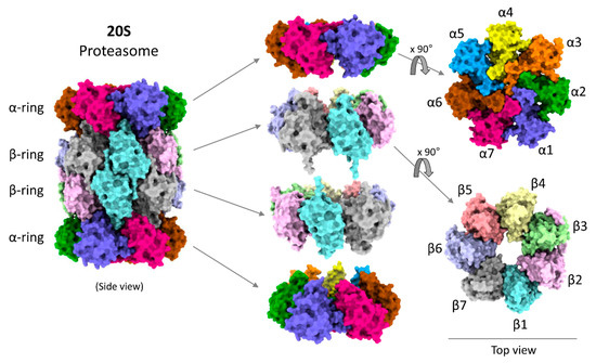 Structural Insights into Substrate Recognition and Processing by the 20S Proteasome
