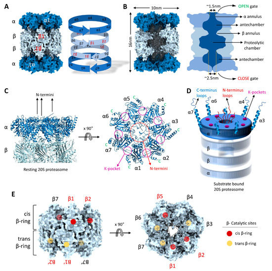 Structural Insights into Substrate Recognition and Processing by the 20S Proteasome