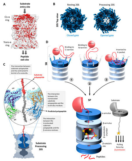 Structural Insights into Substrate Recognition and Processing by the 20S Proteasome