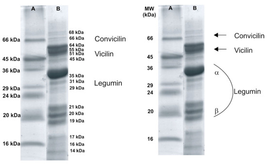 Functional and Rheological Properties of Vicia faba L. Protein Isolates