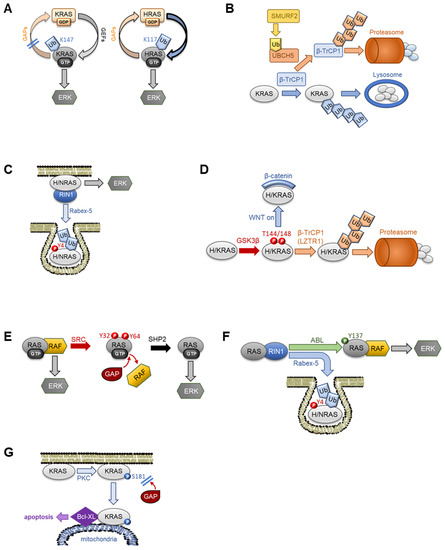 The Ins and Outs of RAS Effector Complexes