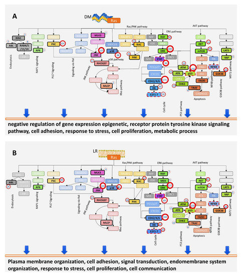 The Ins and Outs of RAS Effector Complexes