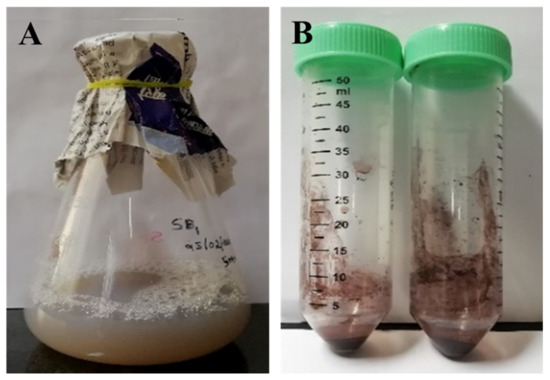 Green Synthesis of Silver Nanoparticles by Cytobacillus firmus Isolated from the Stem Bark of ...