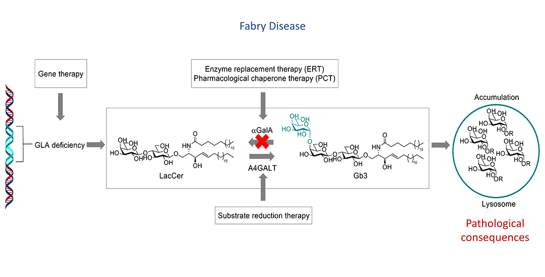 Biomolecules | Free Full-Text | Fabry Disease: Molecular Basis ...