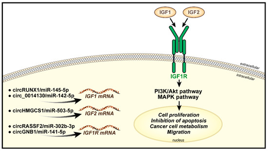 Novel Regulators of the IGF System in Cancer