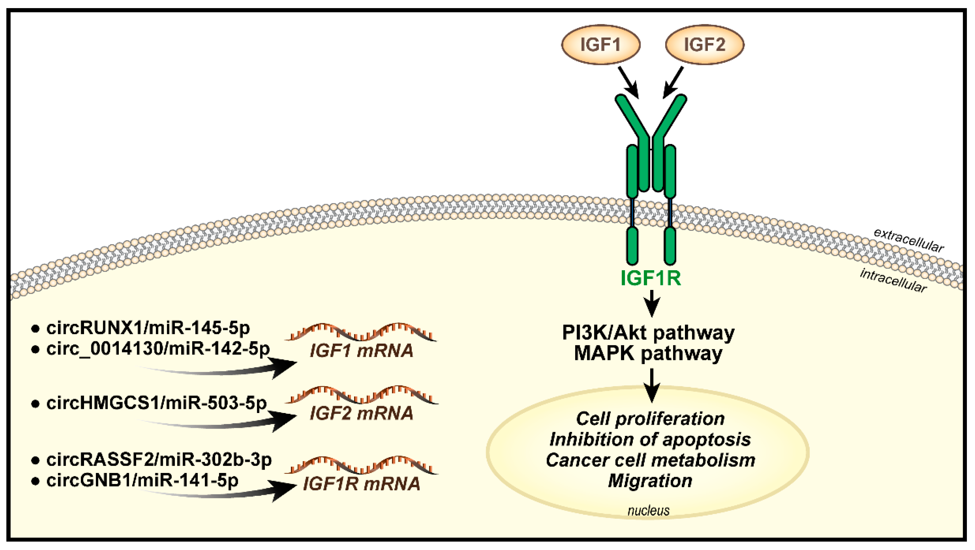 Biomolecules Free Full Text Novel Regulators Of The Igf System In