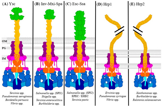 Molecular Targets and Strategies for Inhibition of the Bacterial Type ...