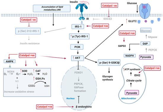 Molecular and Biochemical Pathways of Catalpol in Alleviating Diabetes ...