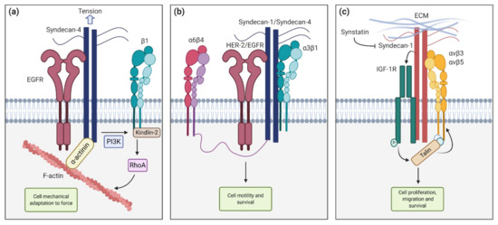 Syndecans and Pancreatic Ductal Adenocarcinoma