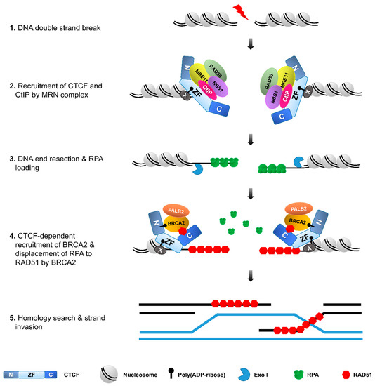 A Newly Assigned Role of CTCF in Cellular Response to Broken DNAs