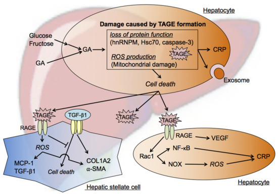 Intracellular Toxic AGEs (TAGE) Triggers Numerous Types of Cell Damage