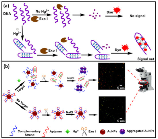 Construction of DNA Biosensors for Mercury (II) Ion Detection Based on ...