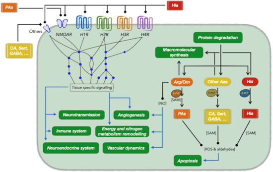 Histamine, Metabolic Remodelling and Angiogenesis: A Systems Level Approach
