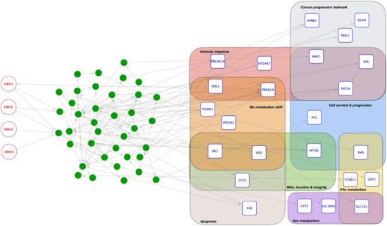 Biomolecules | Free Full-Text | Histamine, Metabolic Remodelling and ...