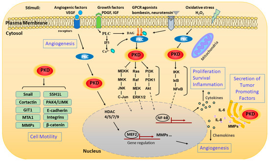 Multifaceted Functions of Protein Kinase D in Pathological Processes ...