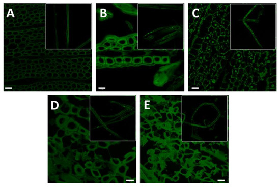 Effects on Lignin Redistribution in Eucalyptus globulus Fibres Pre ...