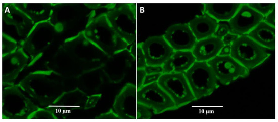 Effects on Lignin Redistribution in Eucalyptus globulus Fibres Pre ...