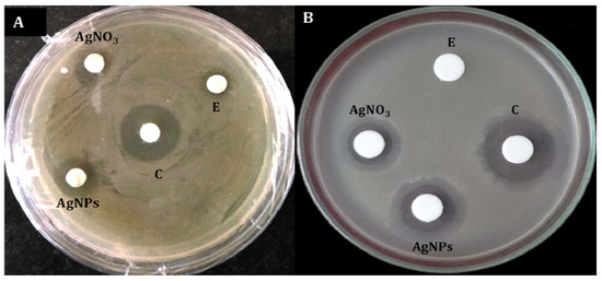 Ameliorated Antibacterial and Antioxidant Properties by Trichoderma harzianum Mediated Green ...