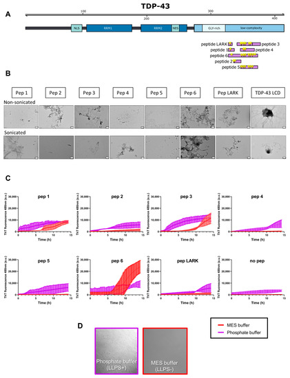 Liquid–Liquid Phase Separation Enhances TDP-43 LCD Aggregation but Delays Seeded Aggregation