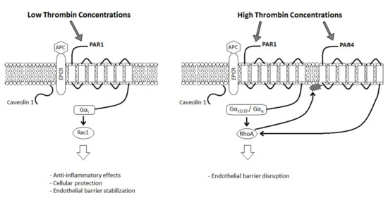 Role of Thrombin in Central Nervous System Injury and Disease