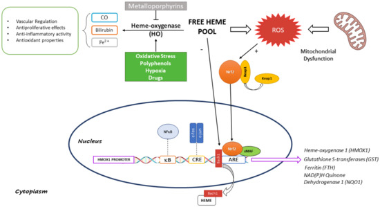 Heme Oxygenase-1 Signaling and Redox Homeostasis in Physiopathological ...