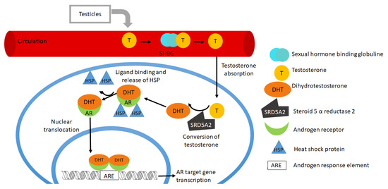 The Role of Androgens and Androgen Receptor in Human Bladder Cancer