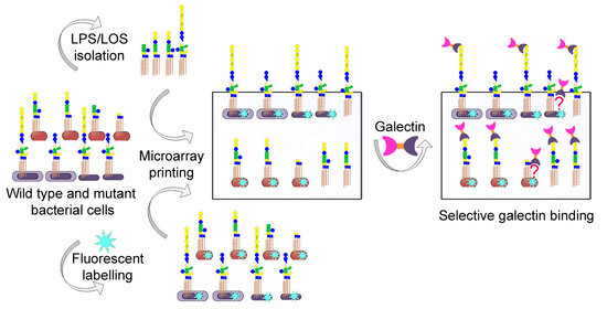Biomolecules | Free Full-Text | Exploration of Galectin Ligands ...