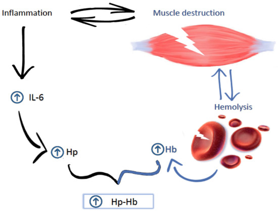 Role of Haptoglobin as a Marker of Muscular Improvement in Patients ...