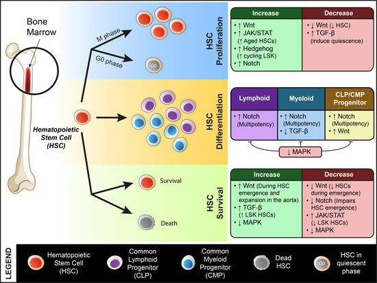 The Act of Controlling Adult Stem Cell Dynamics: Insights from Animal ...