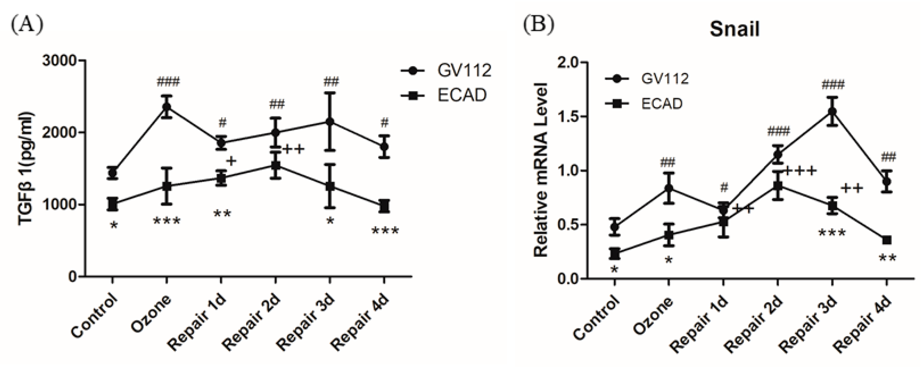 Modulation of the EMT/MET Process by E-Cadherin in Airway Epithelia ...