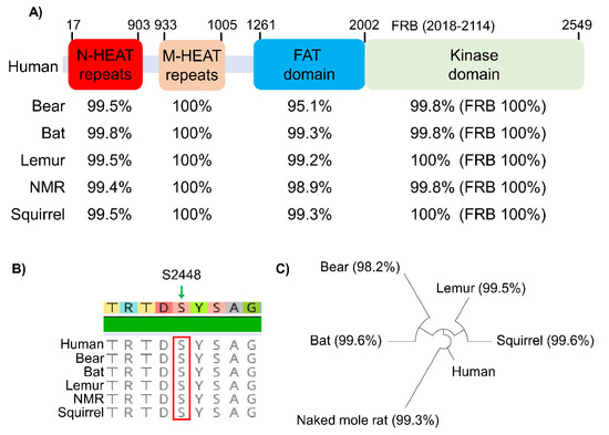 mTOR Signaling in Metabolic Stress Adaptation