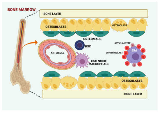 Macrophages and Stem Cells—Two to Tango for Tissue Repair?