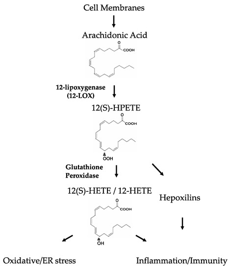 Regulation of Tissue Inflammation by 12-Lipoxygenases